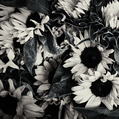 Skin Health - Dr. Haylee Haskin