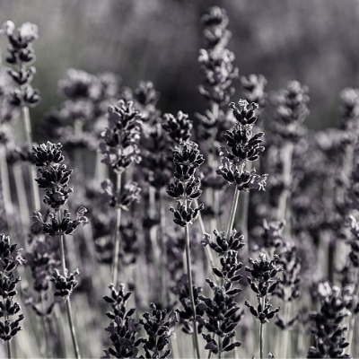 Services - Dr. Haylee Haskin